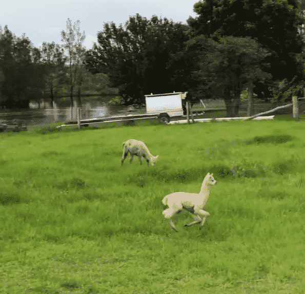 You know who else is running? Cute baby crias! - Michael Josem