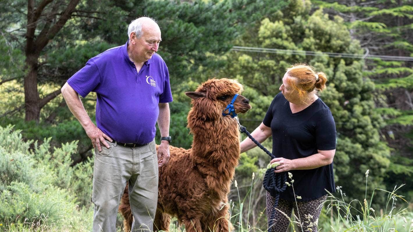 Is this the world's oldest alpaca? - Michael Josem